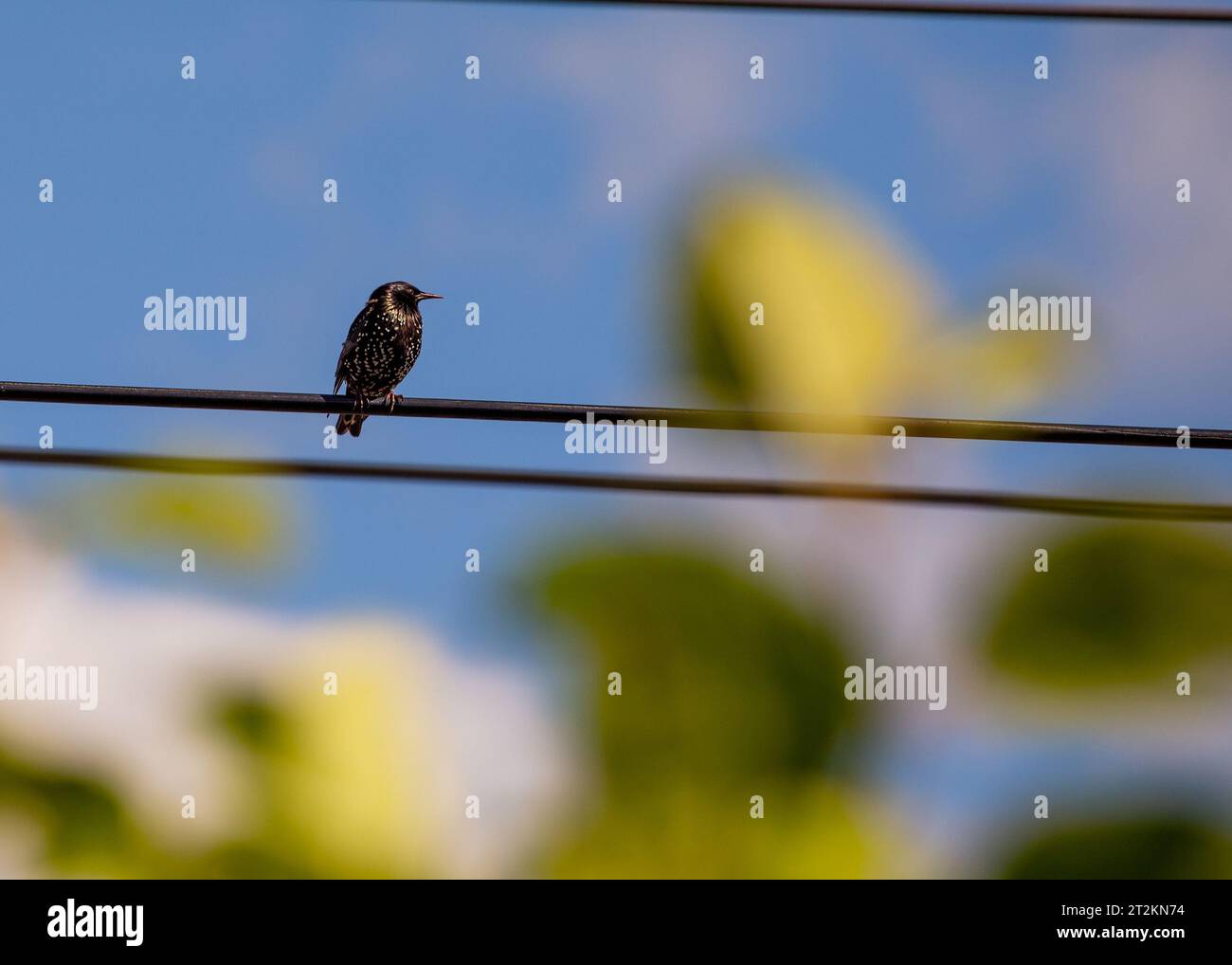 The European starling is a medium-sized passerine bird in the starling ...