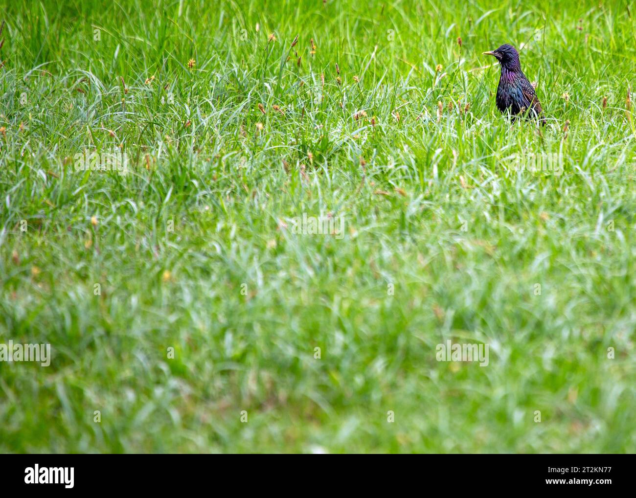 The European starling is a medium-sized passerine bird in the starling ...