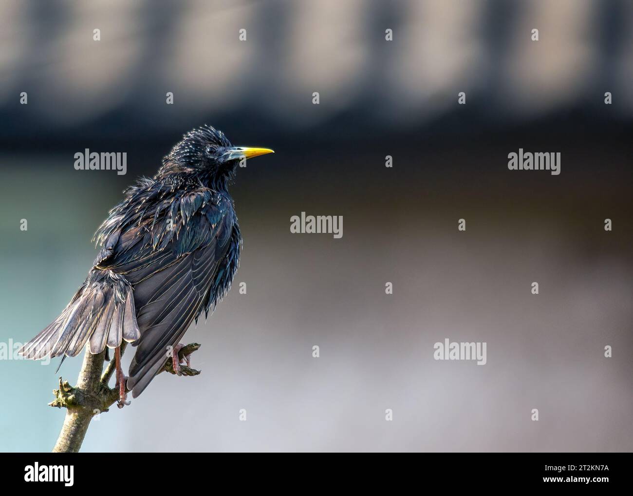 The European starling is a medium-sized passerine bird in the starling ...