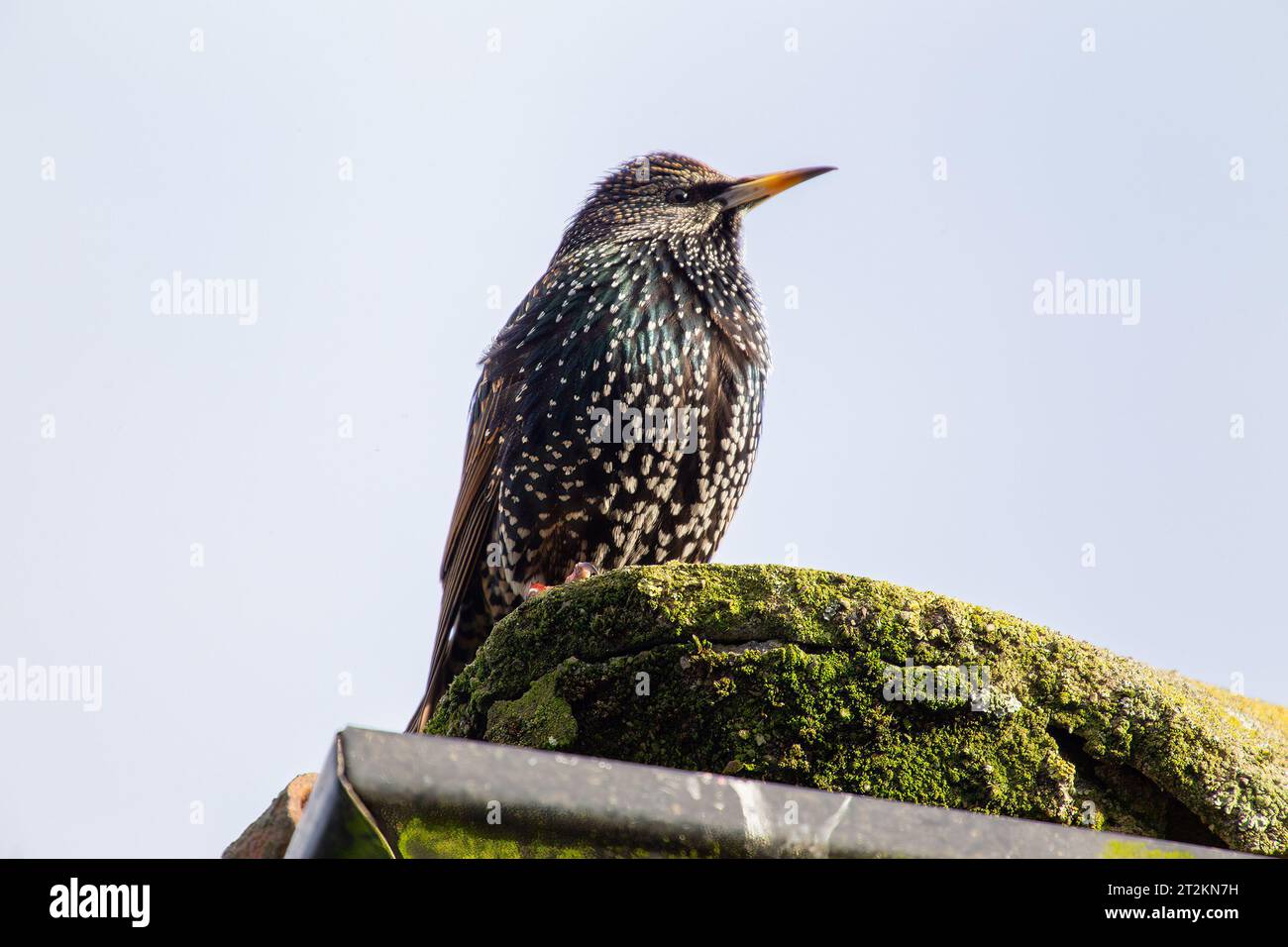 The European starling is a medium-sized passerine bird in the starling ...