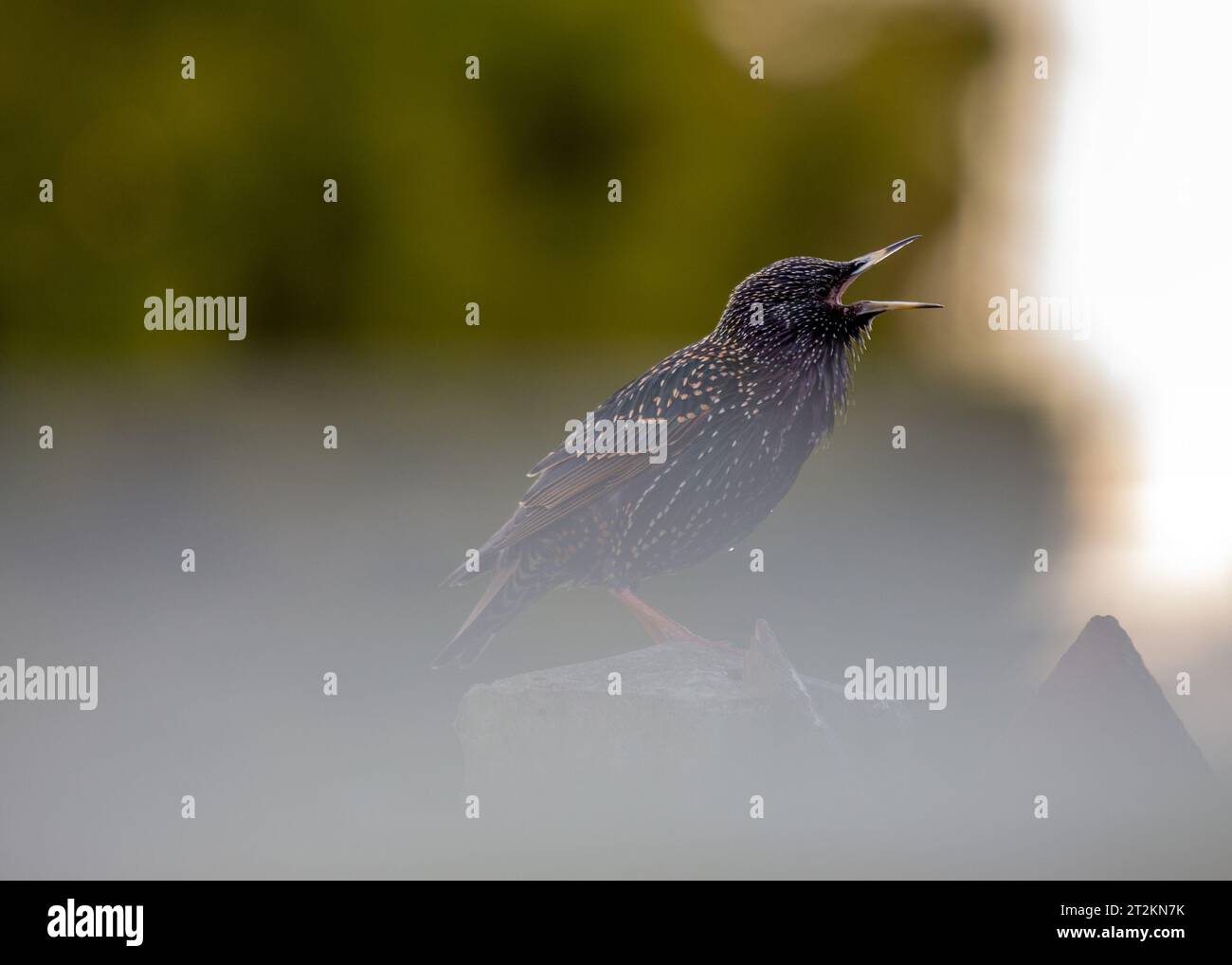 The European starling is a medium-sized passerine bird in the starling ...
