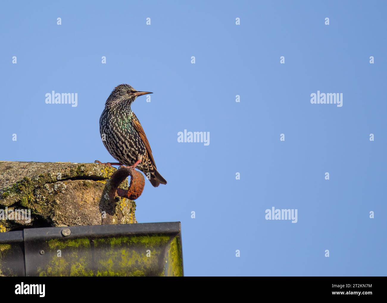 The European starling is a medium-sized passerine bird in the starling ...