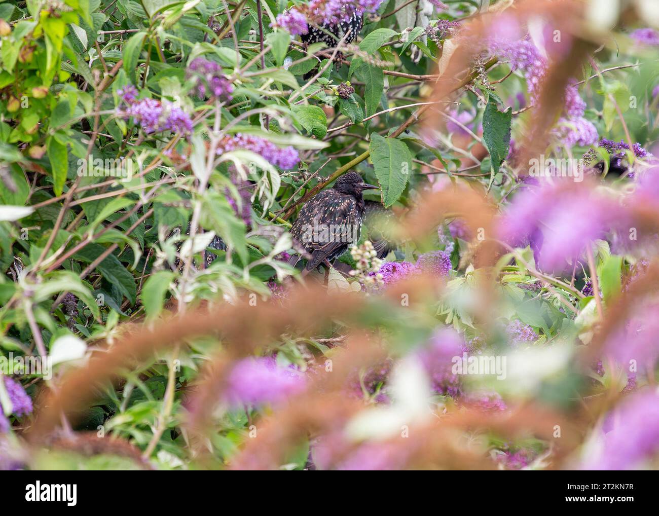 The European starling is a medium-sized passerine bird in the starling ...