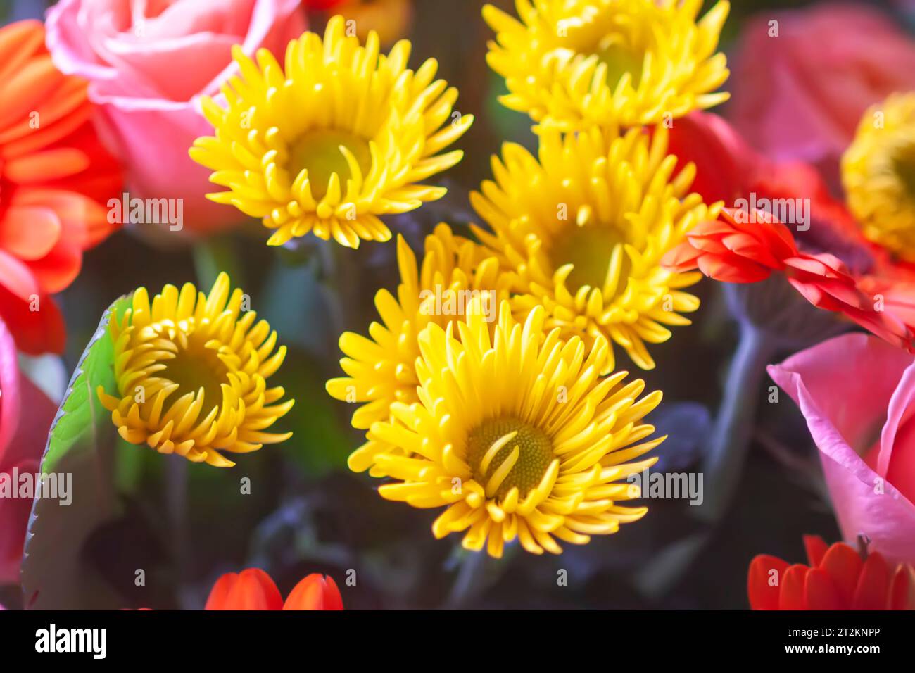 Composition of bright beautiful fresh flowers Stock Photo - Alamy