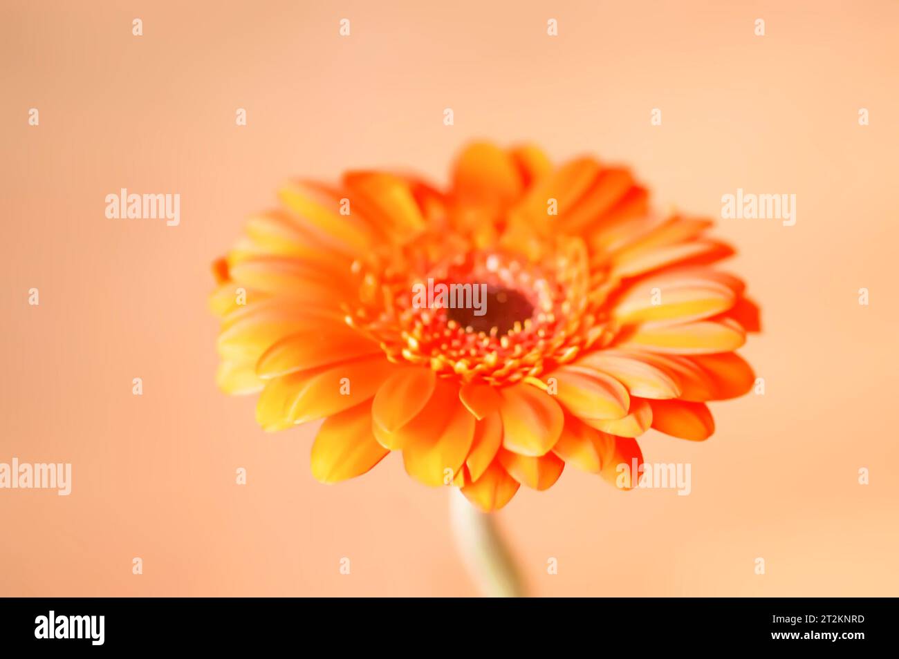 Single gerbera flower close up Stock Photo - Alamy