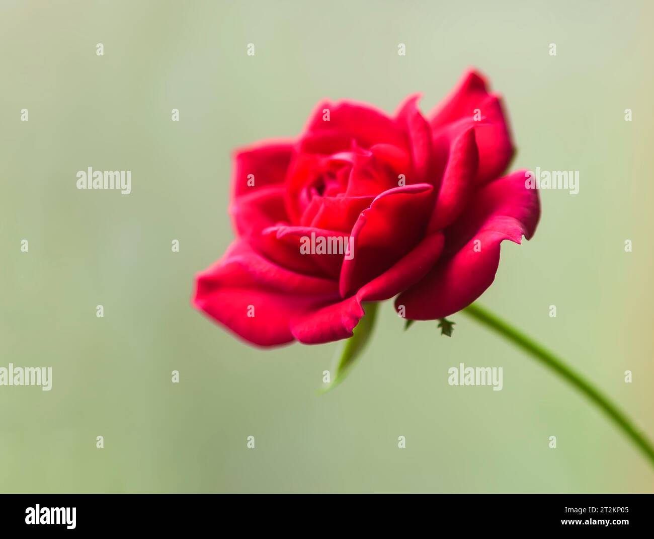 Beautiful rose flower. House plant Stock Photo - Alamy