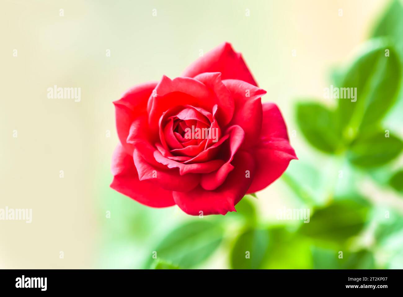 Beautiful rose flower. House plant Stock Photo - Alamy