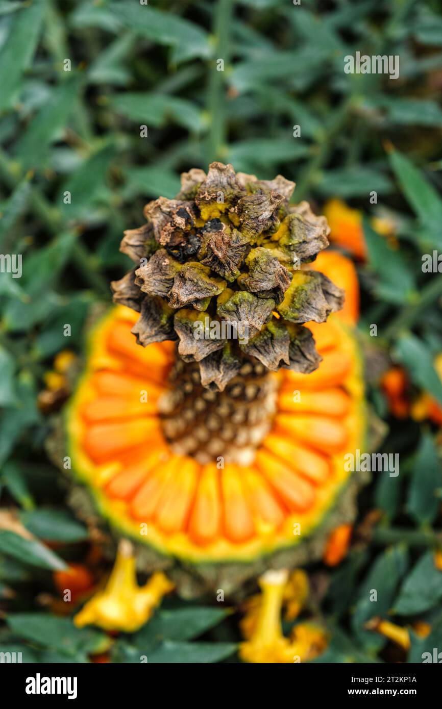 Encephalartos horridus aka Eastern Cape blue cycad cone Stock Photo - Alamy