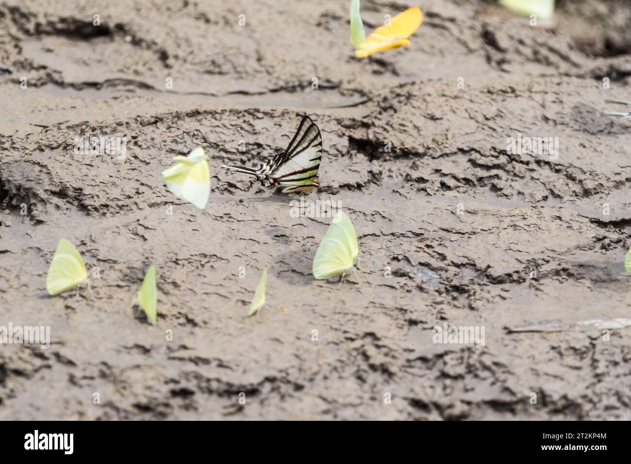 Mud-puddling butterflies on the Napo RIver in Ecuador focusing on a ...