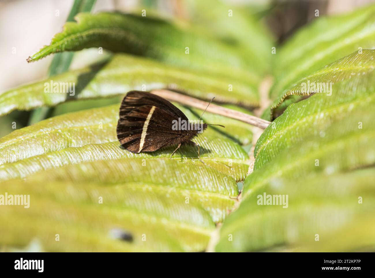Satyr butterfly hi-res stock photography and images - Alamy