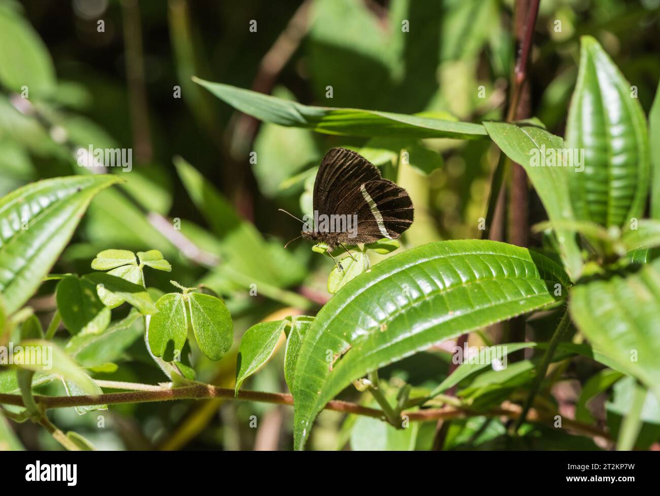 Perched Satyrid (Manerebia leaena Stock Photo - Alamy