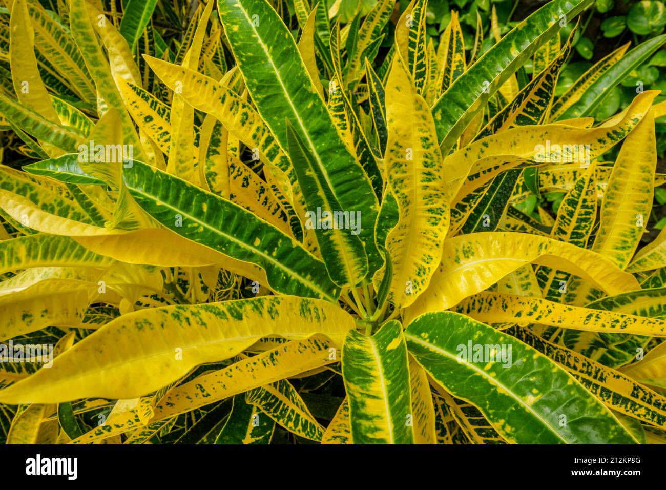 Garden croton Codiaeum variegatum aka variegated croton Stock Photo - Alamy