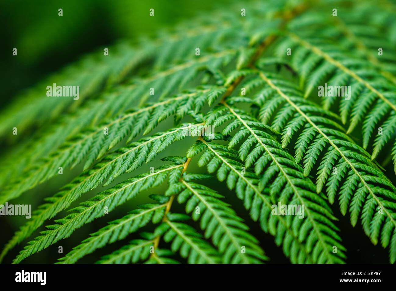 Sphaeropteris cooperi or Cyathea cooperi lacy tree fern, scaly tree ...