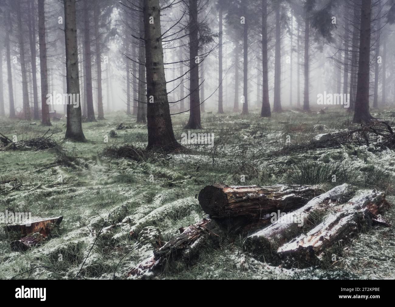 Colour image of woodland covered in snow in winter Stock Photo - Alamy