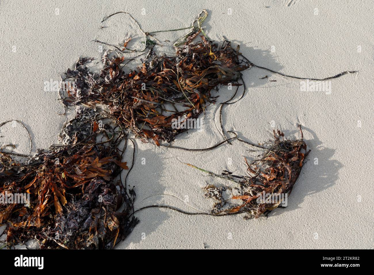 seaweed on the sand of a beach Stock Photo - Alamy