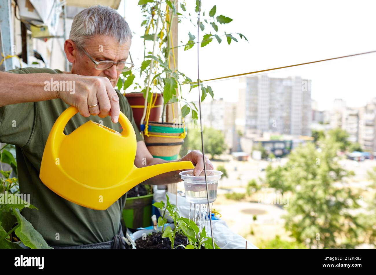 Old man gardening in home greenhouse. Men's hands hold watering can and ...