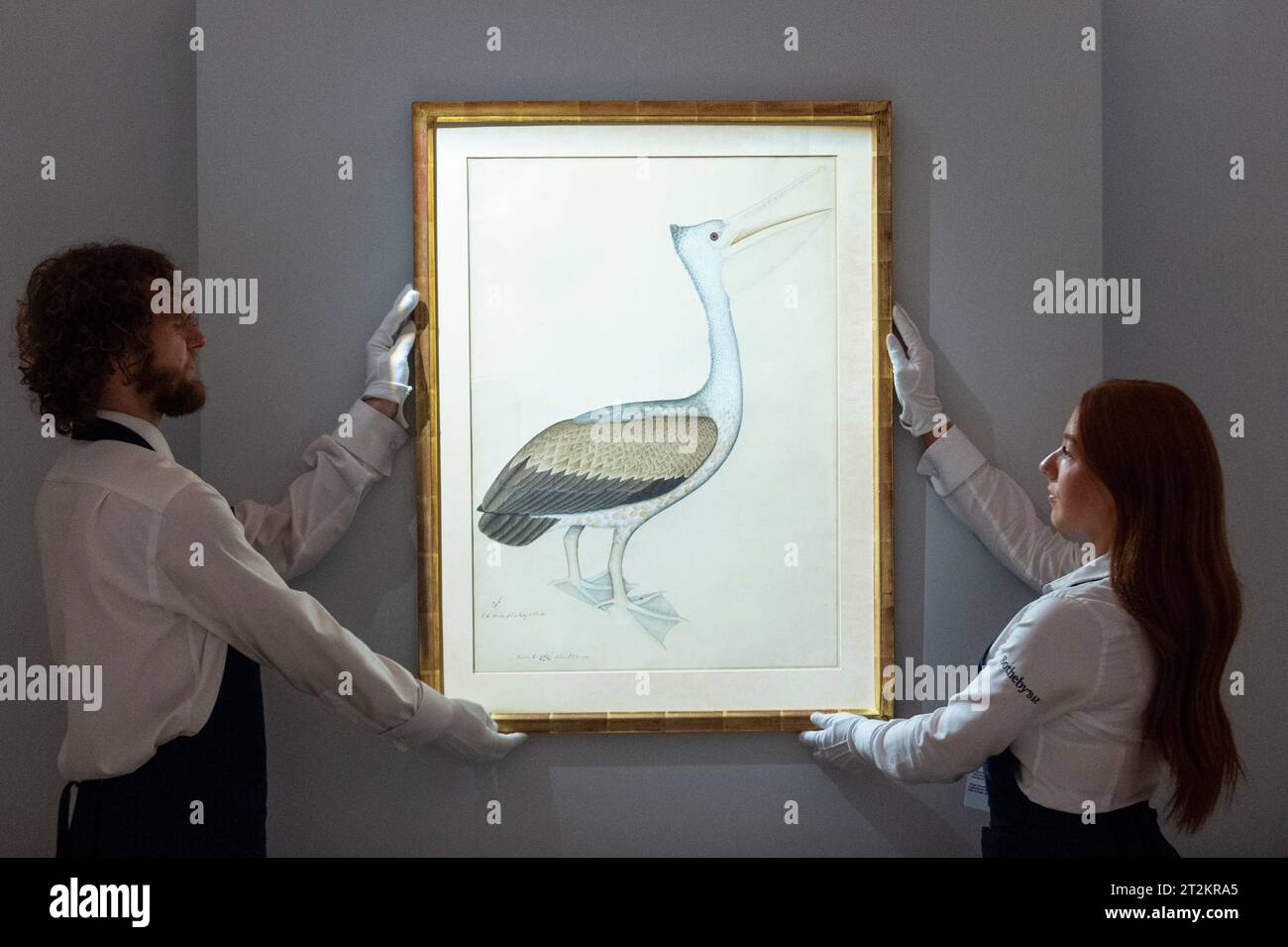 London, UK. 20 October 2023. Technicians present 'A Spot-billed or Grey ...
