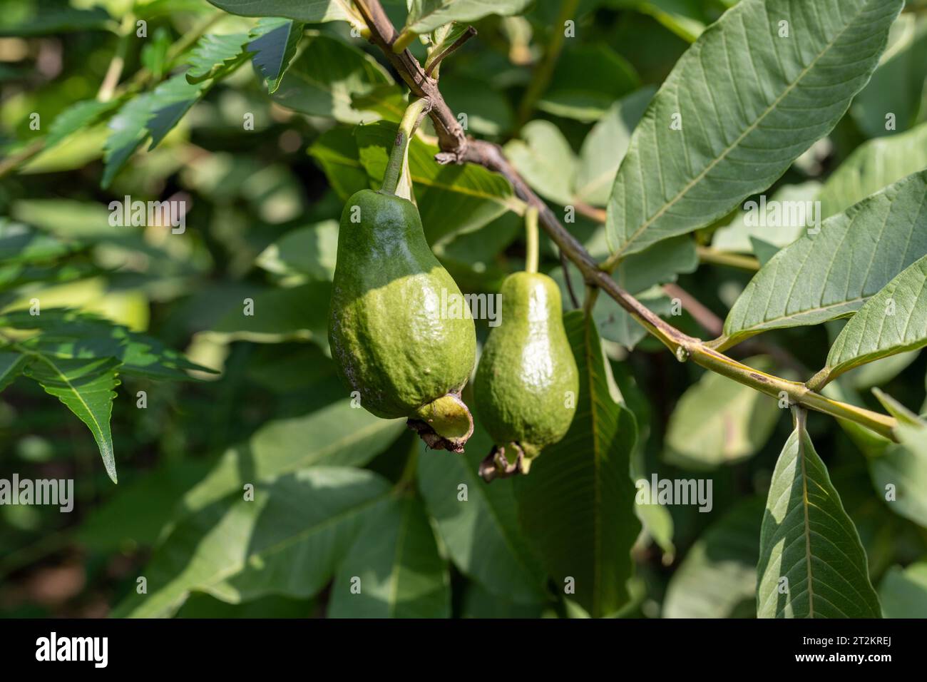 Guava fresh fruit hanging on a fruit tree Stock Photo - Alamy