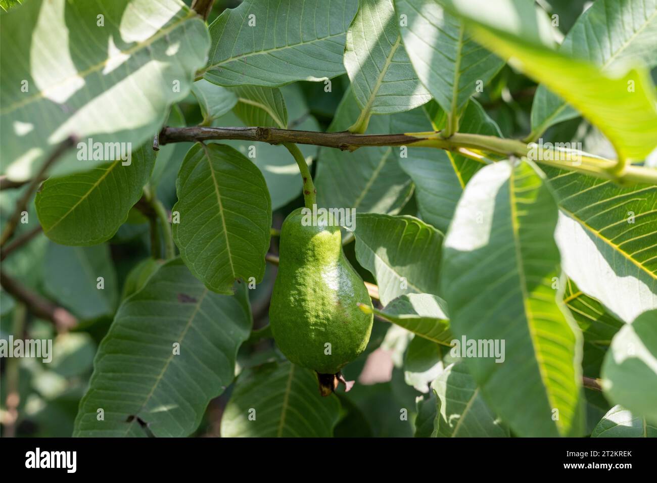 Guava green fruit on a tree Stock Photo - Alamy