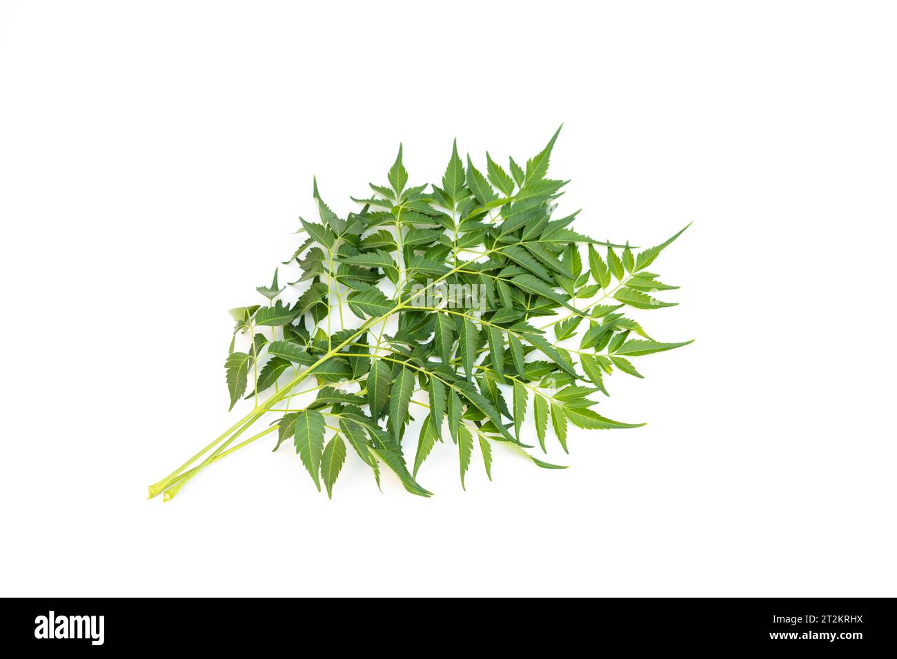 Melia azedarach bead-tree leaves on white isolated background Stock ...