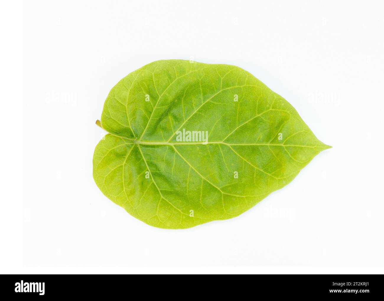 Tamarillo tree tomato leaf isolated on white background Stock Photo - Alamy