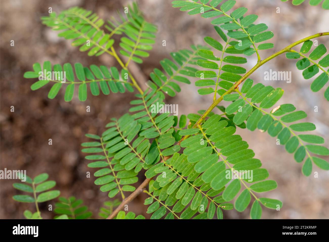 Tamarind plant hi-res stock photography and images - Alamy