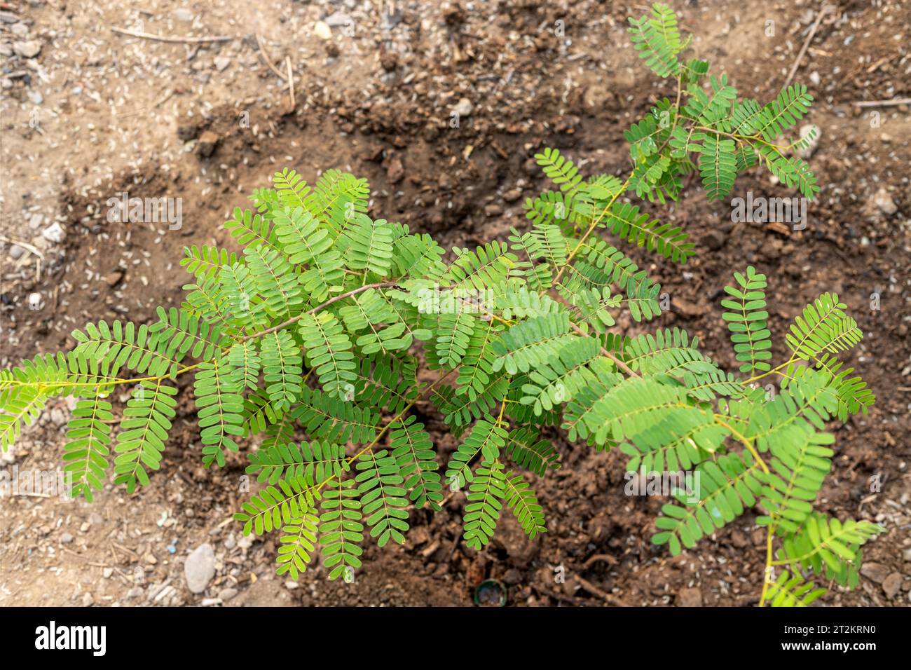 Tamarind plant hi-res stock photography and images - Alamy