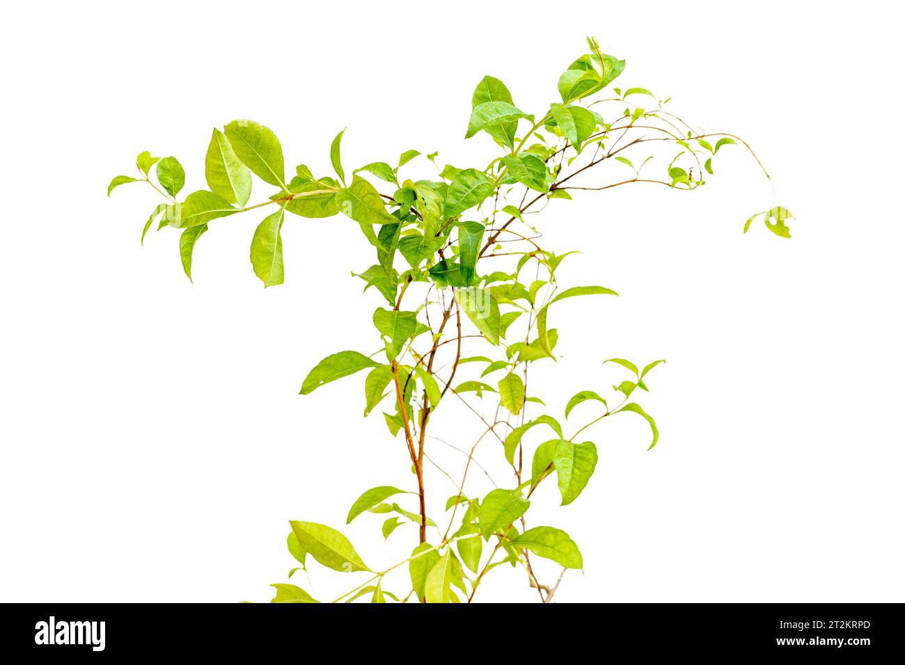 Lawsonia inermis henna tree branch with leaves isolated on white ...