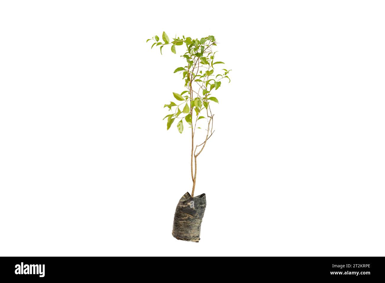 Lawsonia inermis henna tree sapling isolated on white background Stock ...