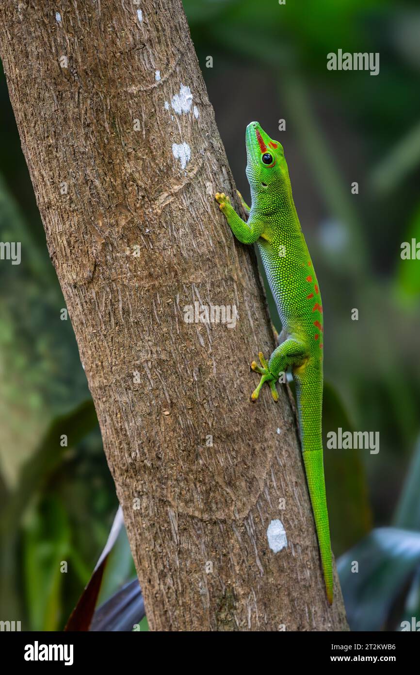 Madagascar Day Gecko - Phelsuma madagascariensis, Madagascar forest ...