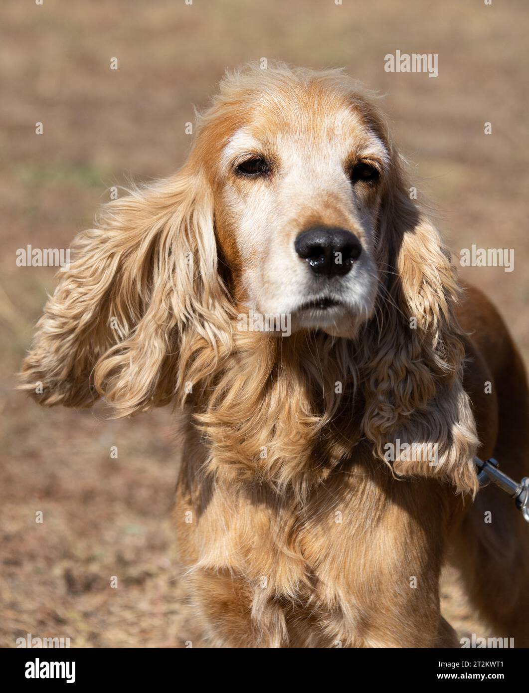Golden english cocker spaniel hi-res stock photography and images - Alamy