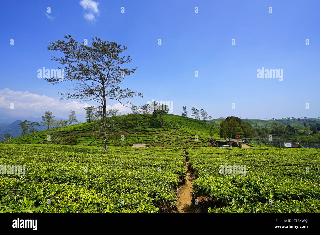 Cukul Sunrise Point at Tea Plantation, Pengalengan, Bandung, West Java ...