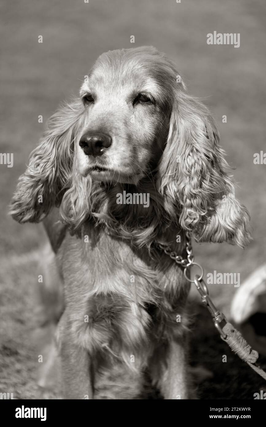 Red cocker spaniel sitting hi-res stock photography and images - Alamy