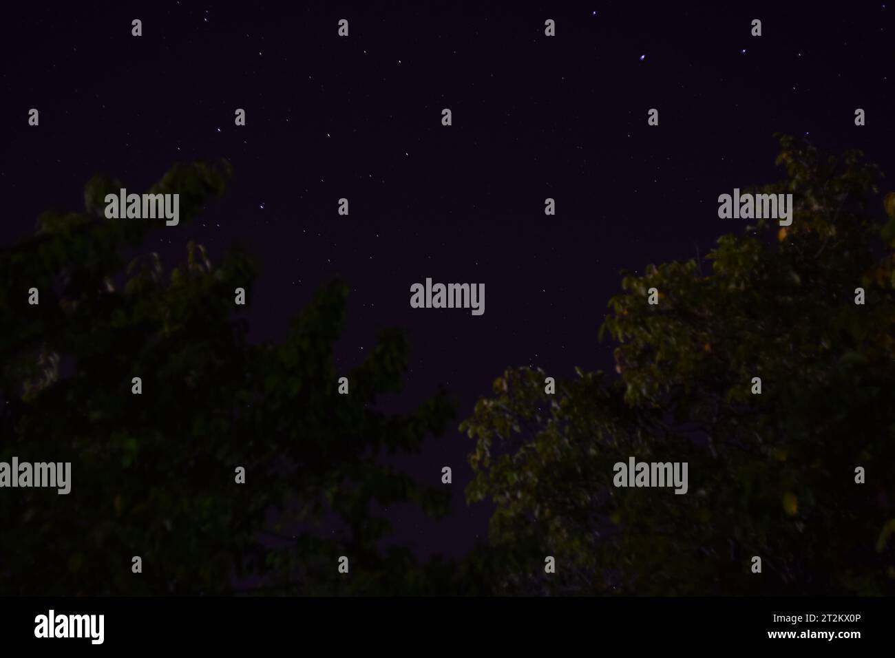 night sky & stars & trees Stock Photo - Alamy