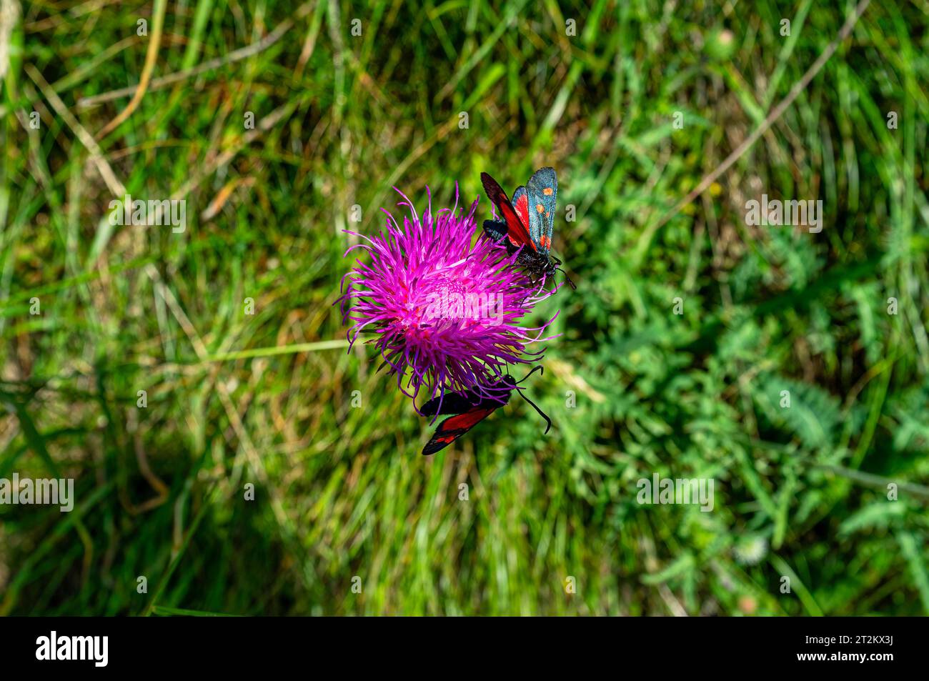 Wing coloration of butterflies hi-res stock photography and images - Alamy