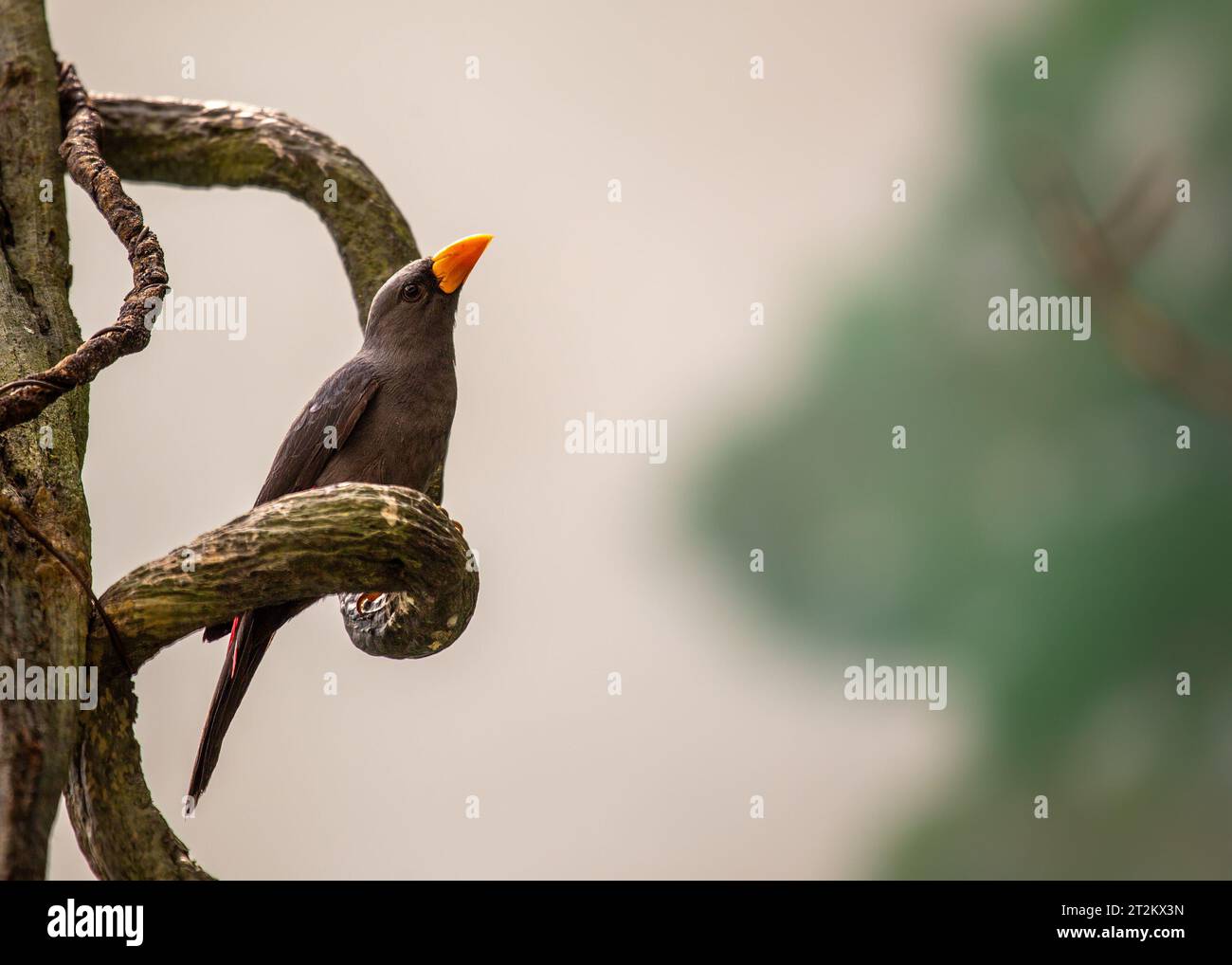 Pointed beak hi-res stock photography and images - Alamy