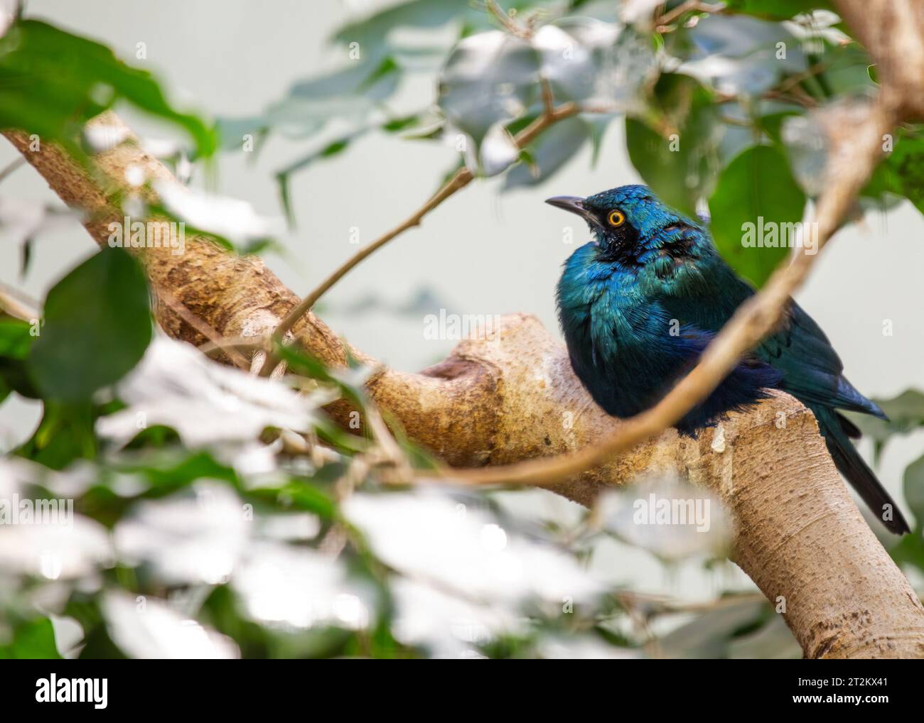Royal blue flanks hi-res stock photography and images - Alamy