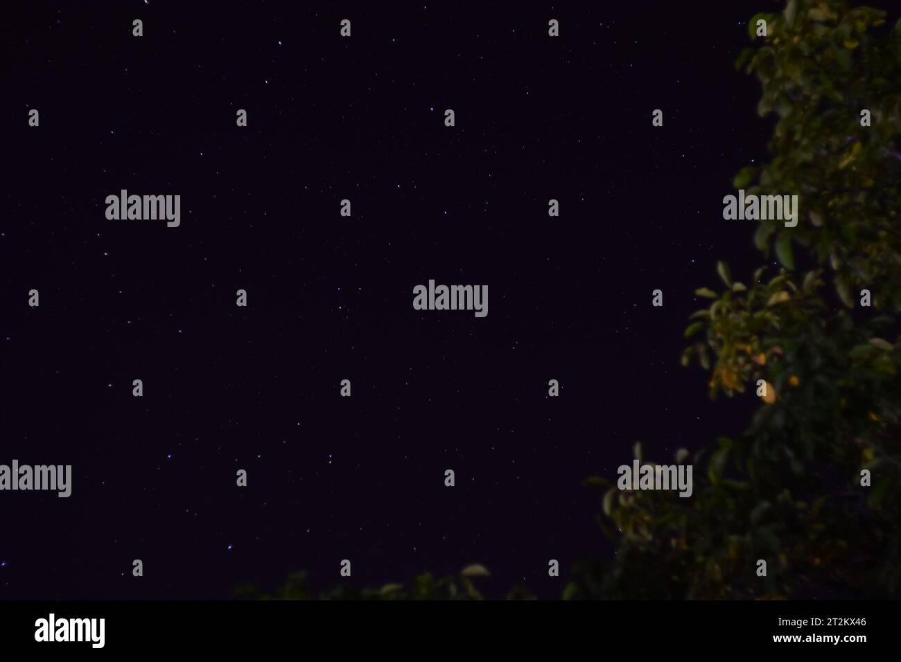 night sky & stars & trees Stock Photo - Alamy