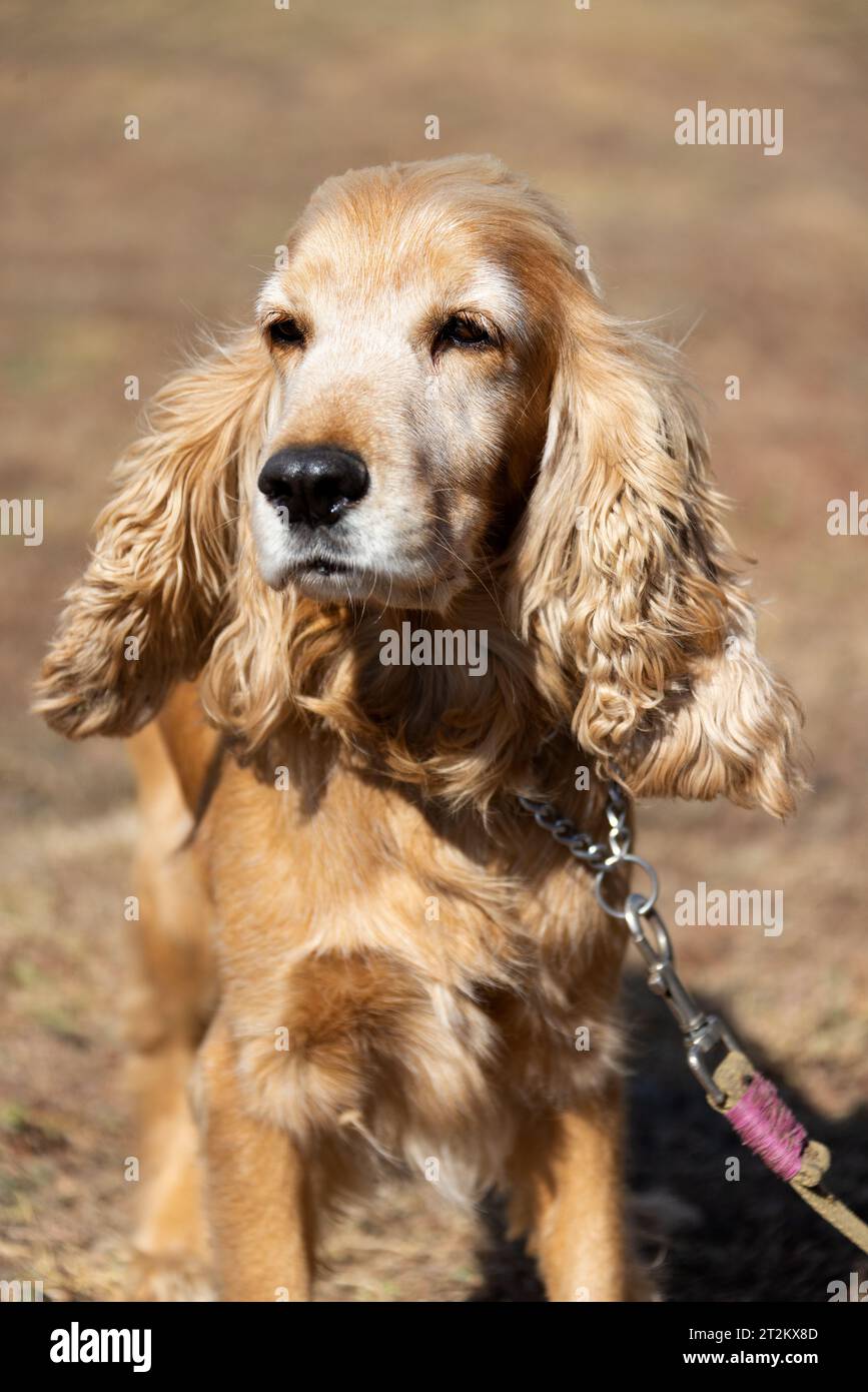 Golden english cocker spaniel hi-res stock photography and images - Alamy