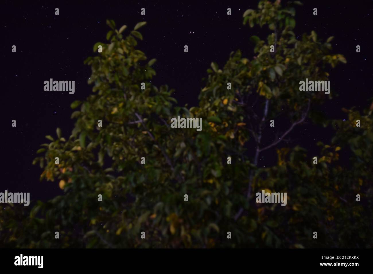 night sky & stars & trees Stock Photo - Alamy