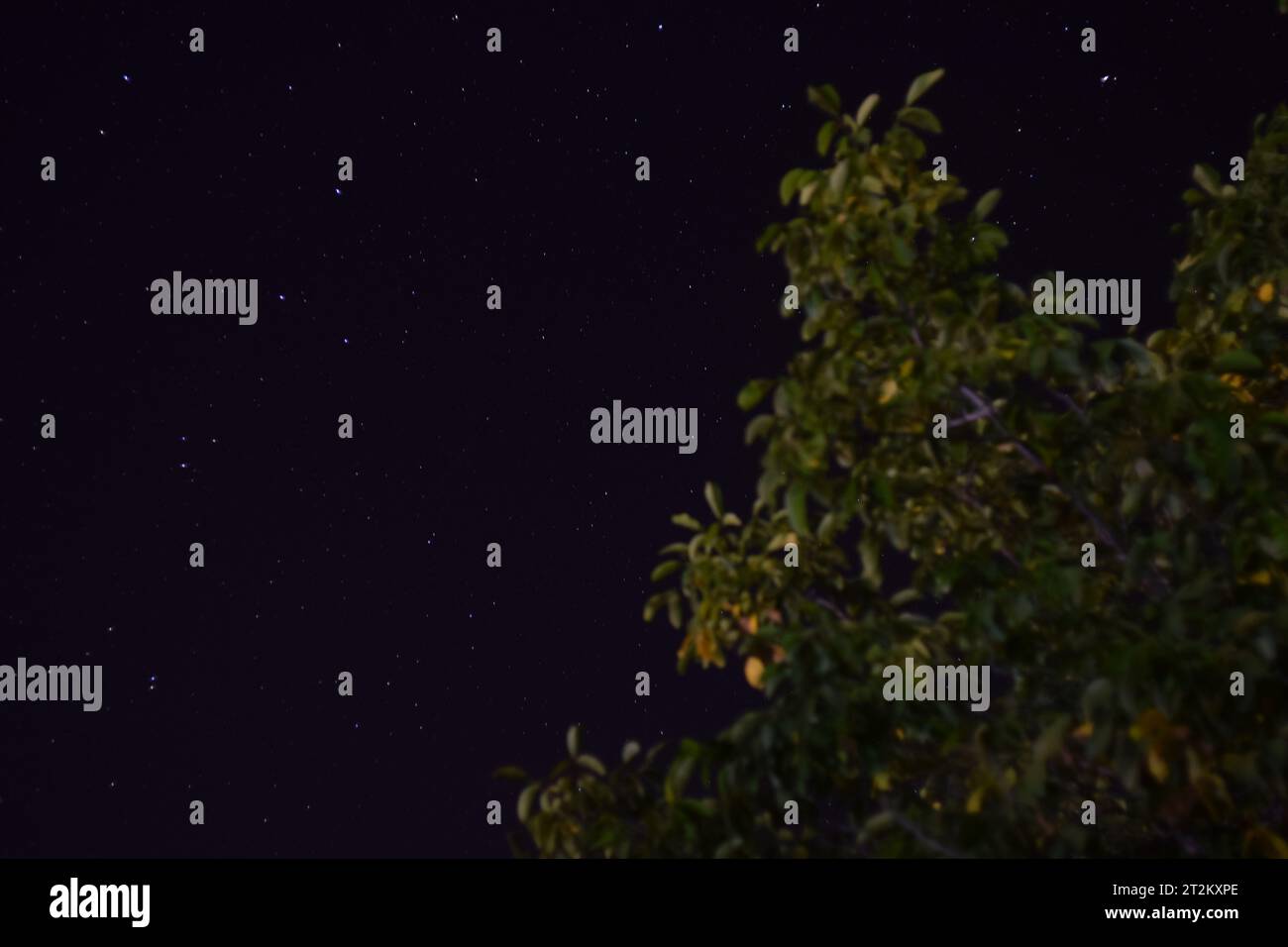 night sky & stars & trees Stock Photo - Alamy