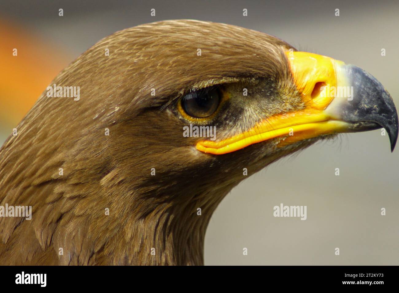 High quality stock photos of Aquila chrysaetos - released and ready for ...