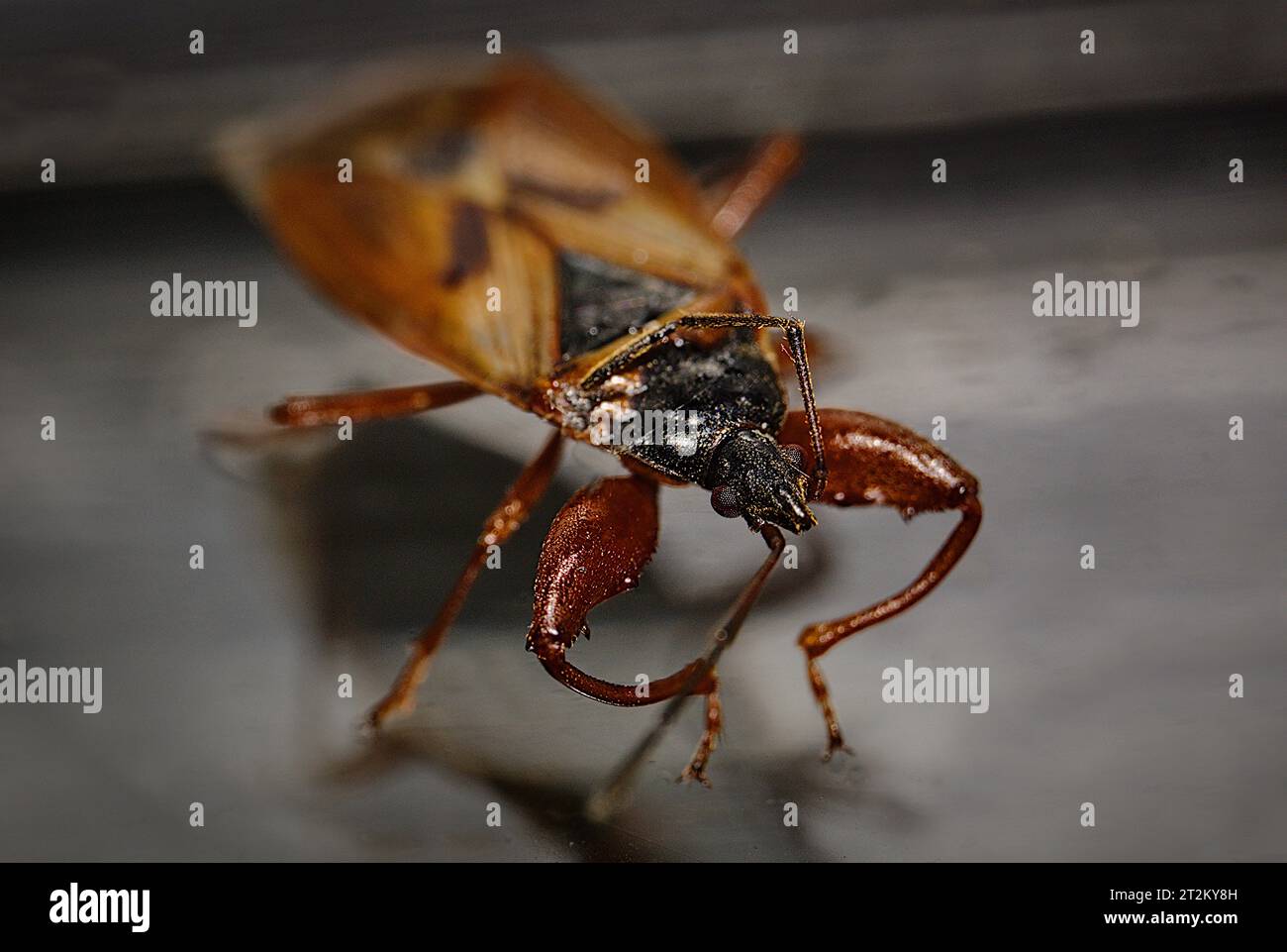 An insect perched on a branch with its legs opened in a V-shape Stock ...