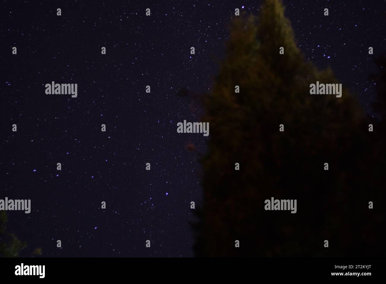night sky & stars & trees Stock Photo - Alamy