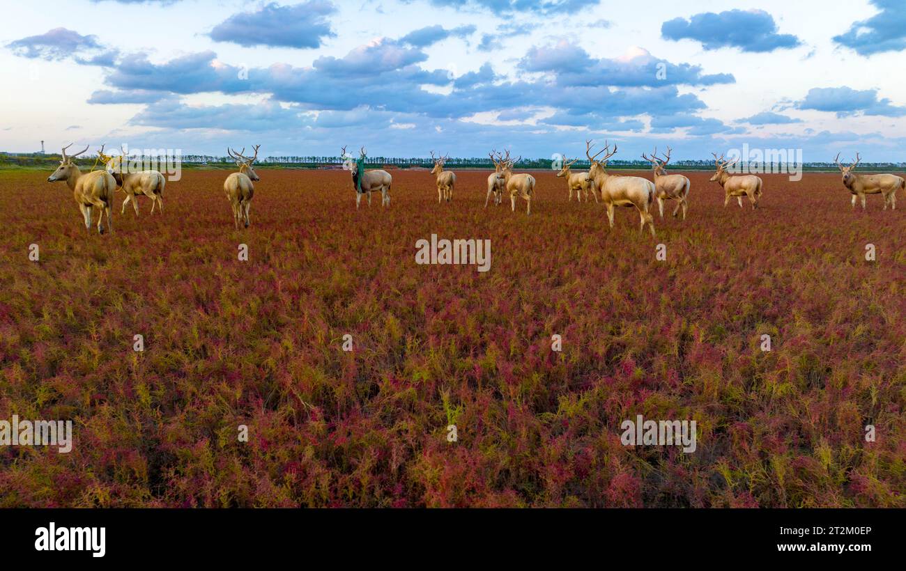 YANCHENG, CHINA - OCTOBER 20, 2023 - Groups of first-class national ...