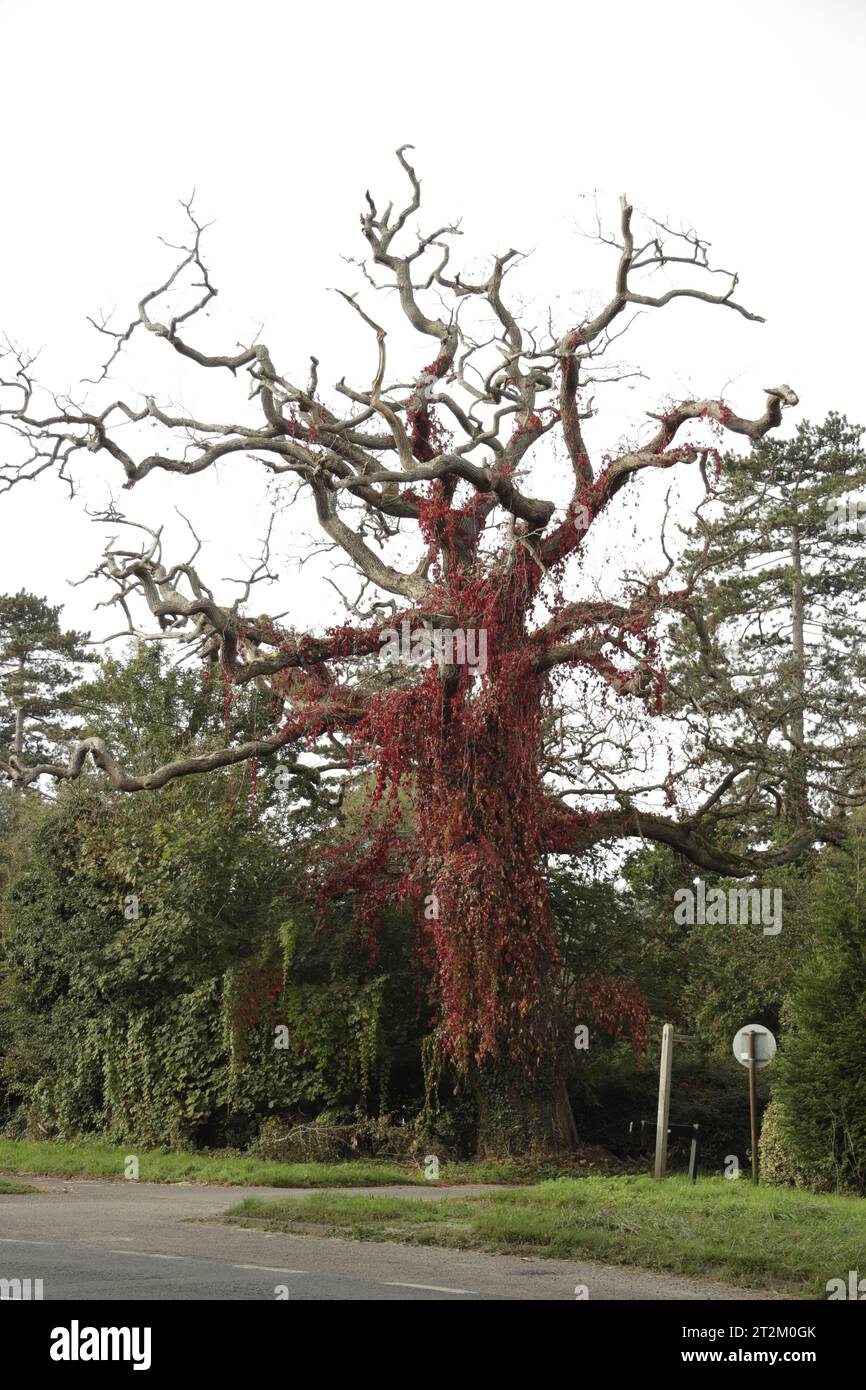 Eastern posion ivy hi-res stock photography and images - Alamy