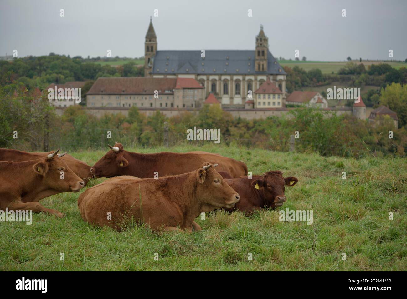 Limpurg cattle grazing in a meadow opposite Comburg Castle, farm animal ...