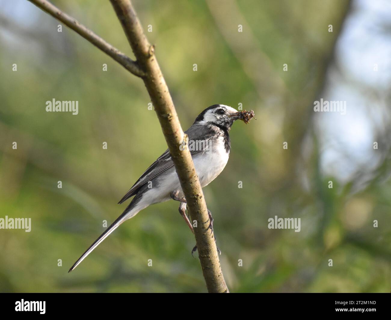 A white wagtail (Motacilla alba) with food in its beak, Hirschauer ...