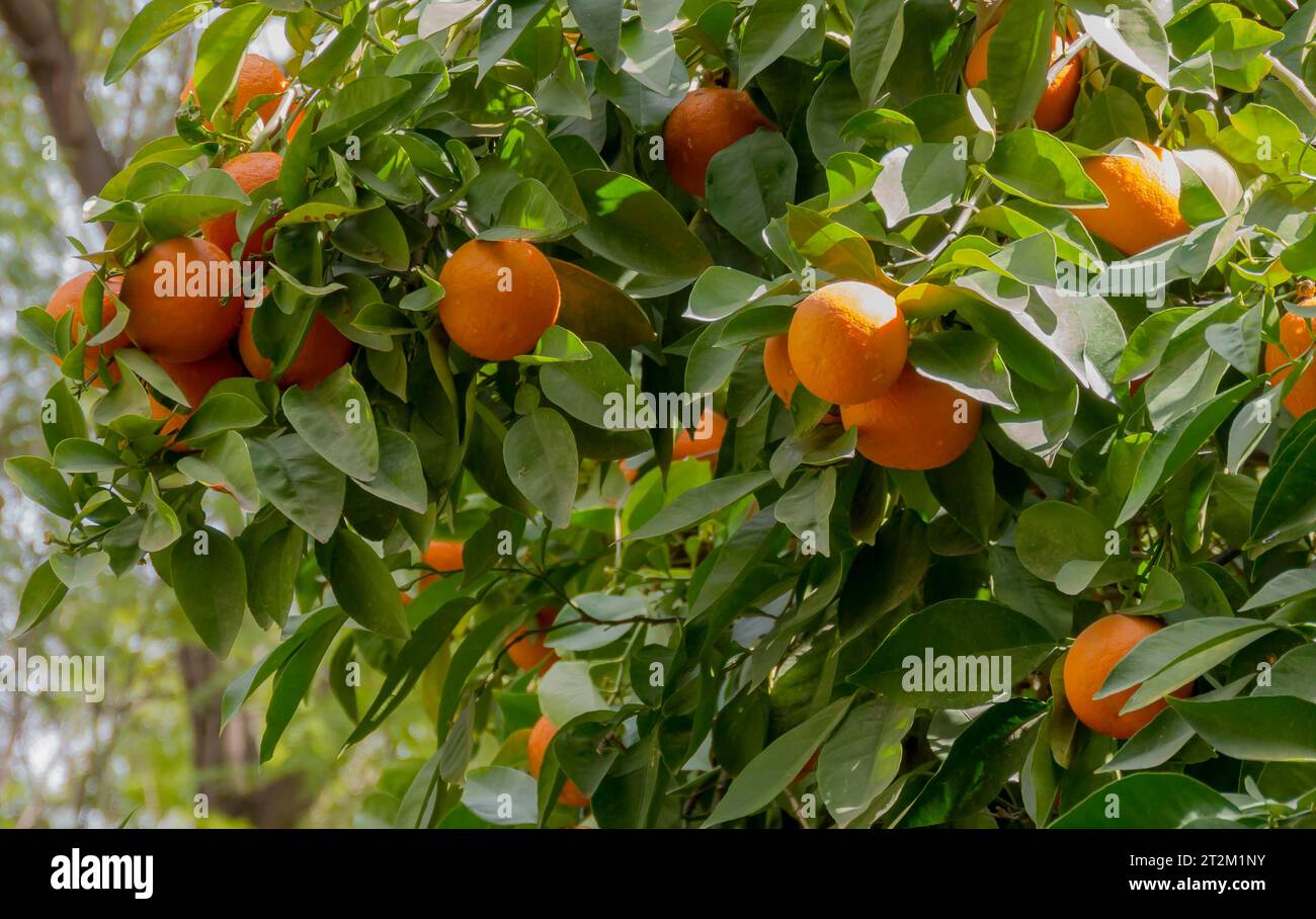 Africa orange citrus hi-res stock photography and images - Alamy