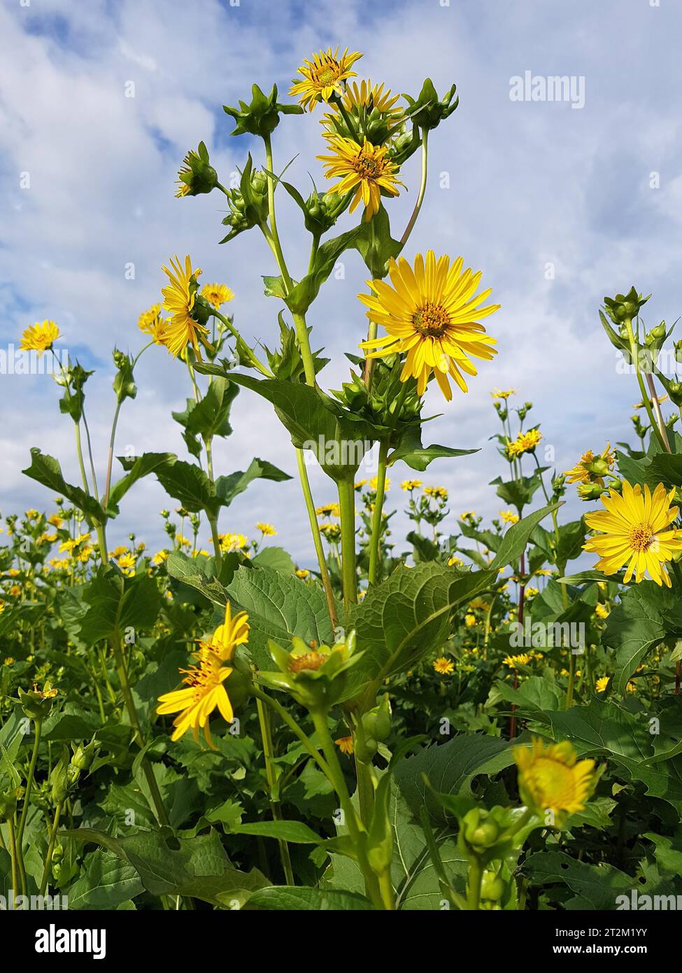 Silphium genus hi-res stock photography and images - Alamy